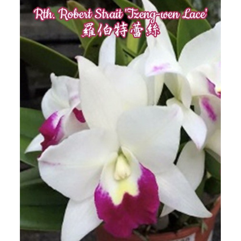 Орхидея Rth. Robert Strait Tzeng-Wen Lace - купить, доставка Украина